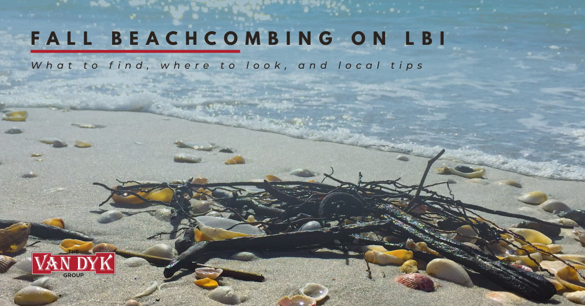 Fall Beachcombing LBI: What to Look for This Season